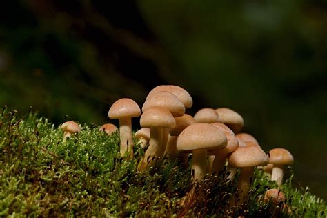 Mushrooms Small Moss Free Photo On Pixabay