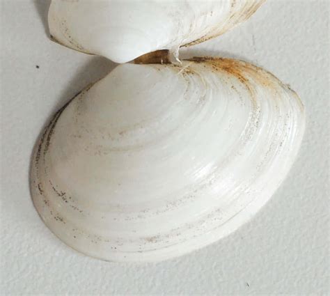 Download White Bivalve Shell Closeup Wallpaper