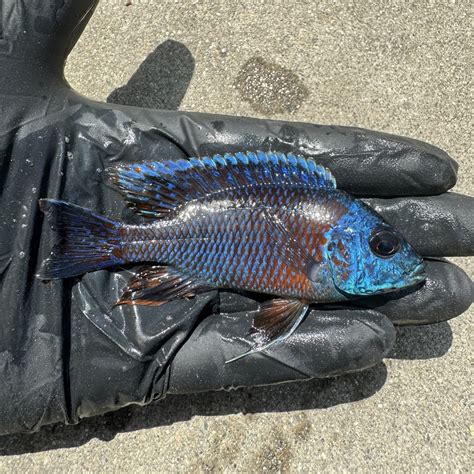 African Peacock Cichlids For Sale Cichlid Shire