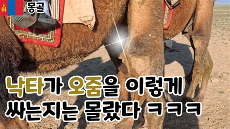 살면서 처음 보는 낙타 오줌 싸는 모습 ㅋㅋㅋ 이렇게 나오는 줄은 몰랐다 몽골 4 홍고링엘스 Youtube