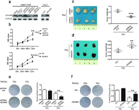 Role Of Adam9 In Hcc Cell Radiosensitivity A Western Blot Analysis