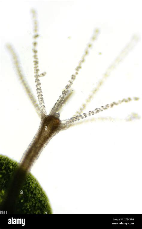 Hydra Vulgaris Under A Light Microscope Freshwater Hydra Taken From