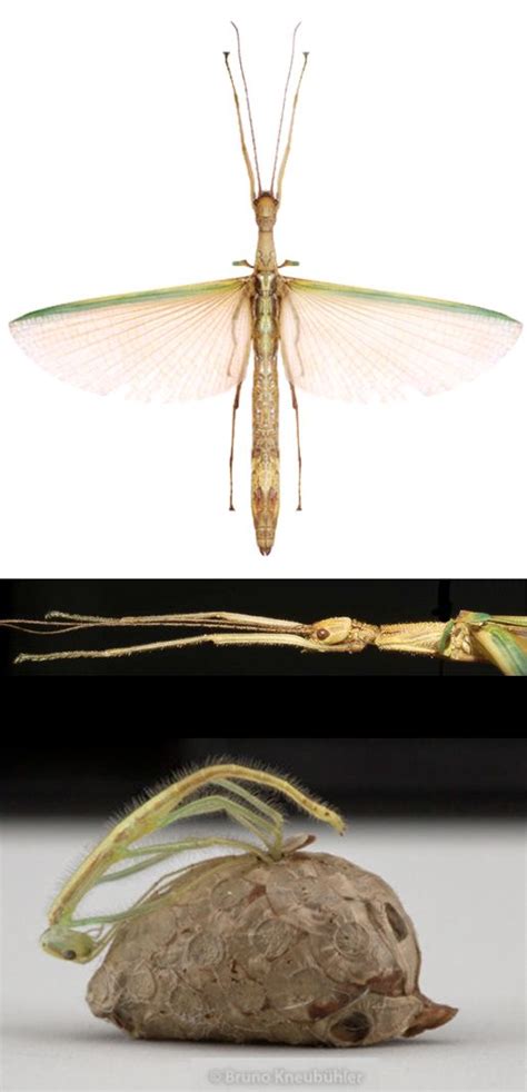 Korinninae Sp Adult Detail And Nymph Hatching From A Ootecha Unique