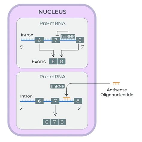 Schematic Illustrating The Sequence Of Pegaptanib With Its Secondary Download Scientific