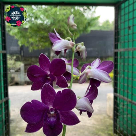 Jual Anggrek Dendrobium Airway Blue X Blue Angel Jakarta Selatan Santi Orchid Tokopedia