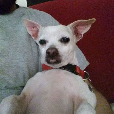 Phoebe Turned Evil Banshee In Third Midwest Tokusatsu Facebook