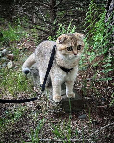 Chibi Looking Majestic On Her Walk R Scottishfold