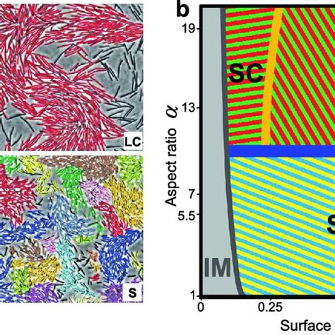 A Phase Diagram For Bacterial Swarming A Snapshots Of Monolayer Download Scientific Diagram