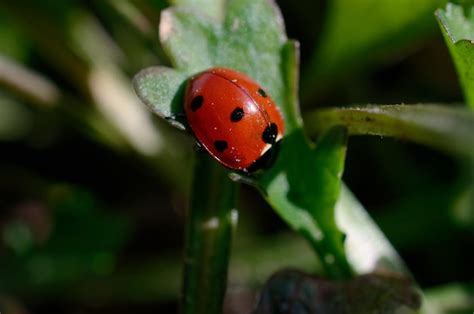 Premium Photo A Ladybug Sits On A Leaf With The Word Ladybird On It