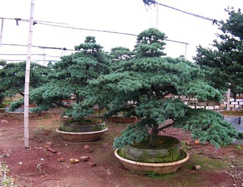 造型五针松造型龙柏五针松造型图片文秘苑图库