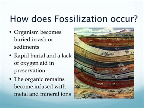 Evidence For Evolution Ppt Download