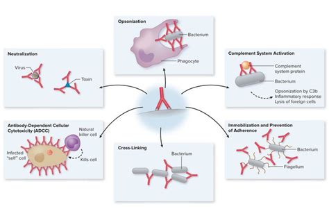 Antibody Antigen Binding Outcomes Immunology Biochemistry Biology
