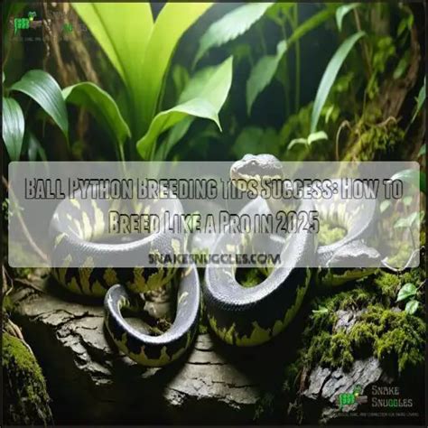 Ball Python Breeding Tips Success How To Breed Like A Pro In 2025