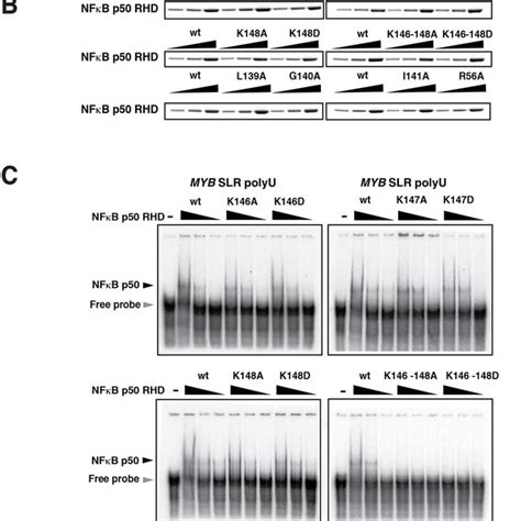 The Nfκbp50 Rhd Binds The Myb Slr Polyu Rna Via A Lysine Rich