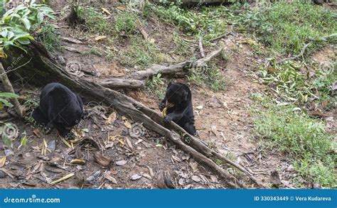 Two Biruangs Feed In Bornean Sun Bear Conservation Centre Stock Image