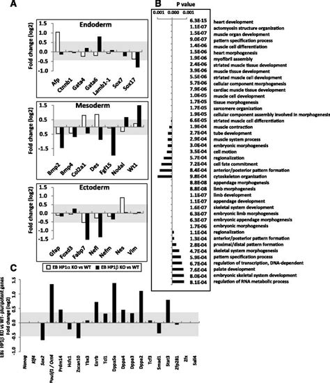 Hp1β Is Important For Mesodermal Differentiation Of Embryoid Bodies A Download Scientific