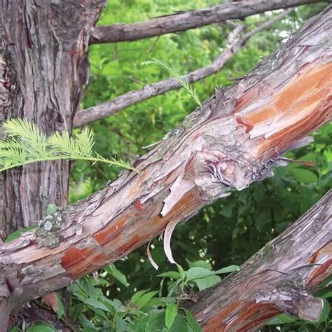 Exfoliating Bark Johnsons Nursery Kb