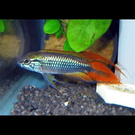 Apistogramma Agassizii «super Red Super Red Agassizs Dwarf Cichlid