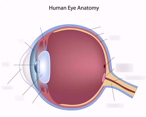 Human Eye Anatomy Diagram Quizlet