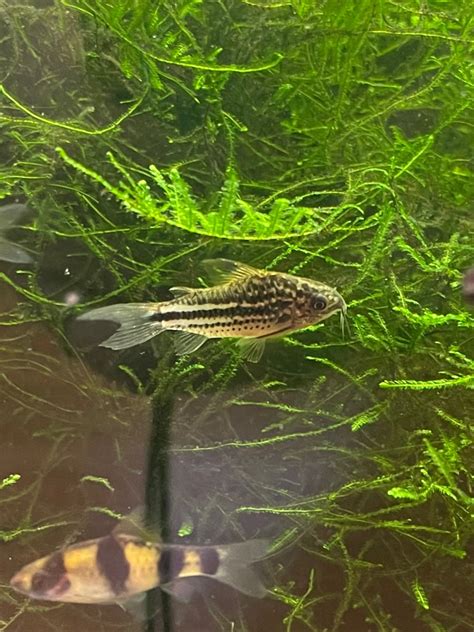 Can Anyone I D This Cory General Chat Aquarium Co Op Forum