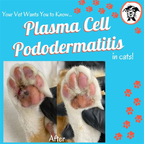 Plasma Cell Pododermatitis Your Vet Wants You To Know