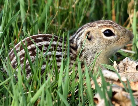 15 Burrowing Animals From Squirrels To Shrimps