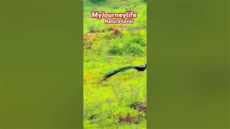 Peacock Dancing 🦚 🦚 Nature Lover Myjournylife Youtube