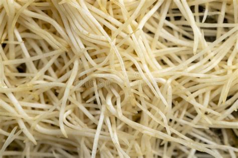 A Large Number Of Pea Roots Are Light Yellow Stock Image Image Of