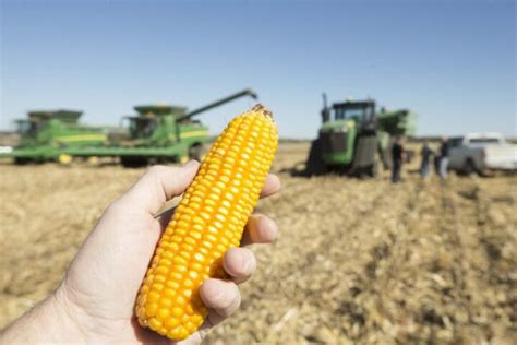 Why Corn Prices Are Falling In 2025 And How Farmers Can Fight High Input