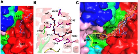Additional Substrate Binding Site A Surface Representation Of The Download Scientific