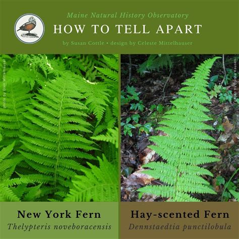 New York Fern Vs Hay Scented Fern
