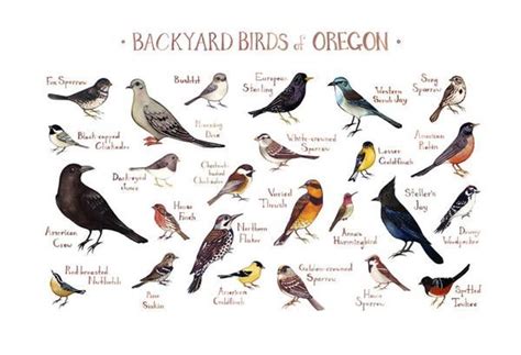 Oregon Backyard Birds Field Guide Art Print Backyard Birds Bird