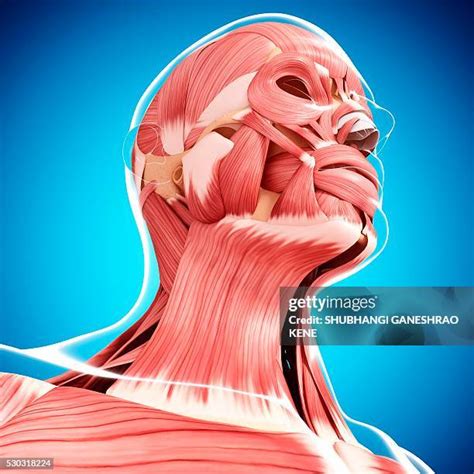 Masseter Muscle Photos And Premium High Res Pictures Getty Images