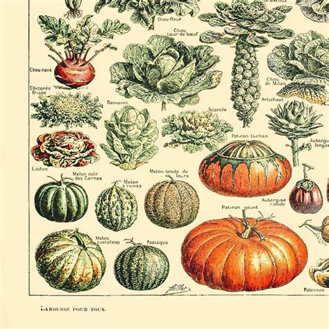 Vegetable Chart Art Print Botanical Decor Vintage Wall Art Nel 2024