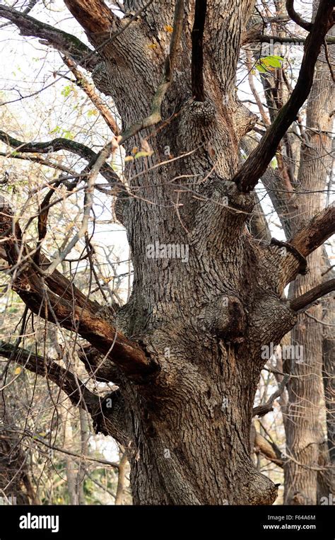 Unusual Tree Trunk Found In Deep Woods Stock Photo Alamy