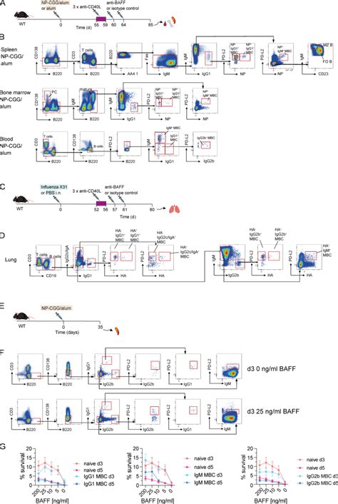 Flow Cytometric Gating Strategy For B Cell Populations In Spleen And
