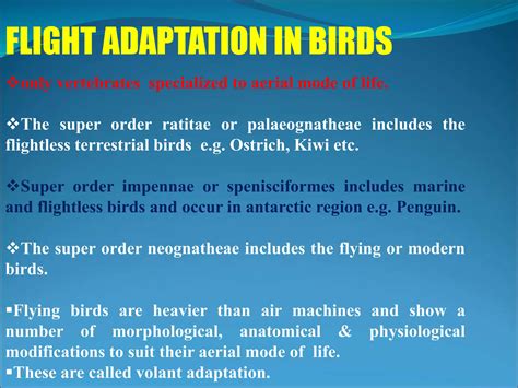Flight Adaptation In Birdsppt