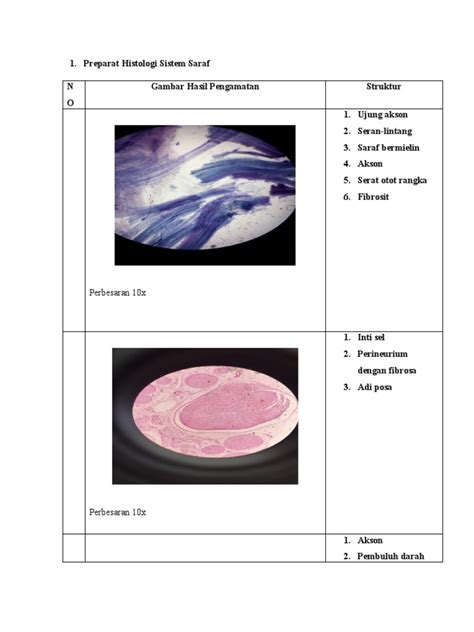 Gambar Preparat Histologi Pdf