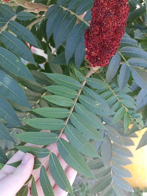 I Think I Found Some Sumac Rforaging