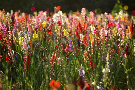 Gladiolen Bilder Bläddra Bland 674 Stockfoton Vektorer Och Videor Adobe Stock