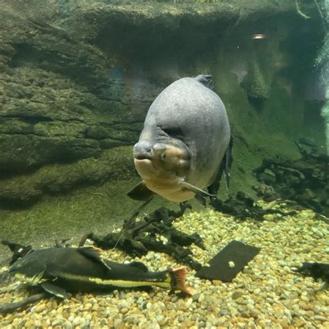 Redtail Catfish Facts Diet Habitat And Pictures On Animaliabio