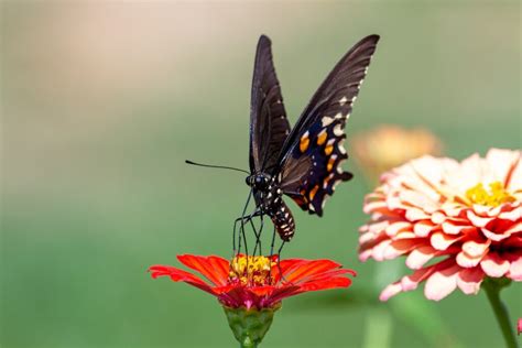 Cómo Involucrar A La Comunidad En Proyectos De Conservación Don Pesca
