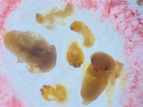 Microscopia De Alimentos Como Essa Poderosa Técnica Está Moldando O Futuro Da Indústria