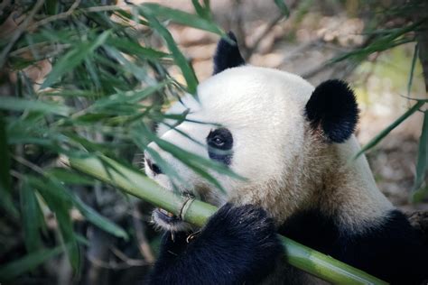 The Panda Diet