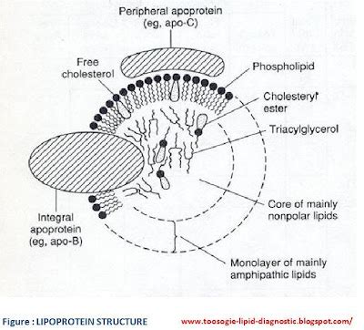 TooSogiE Lipid Diagnostic STRUCTURE AND FUNCTIONS OF LIPOPROTEINS