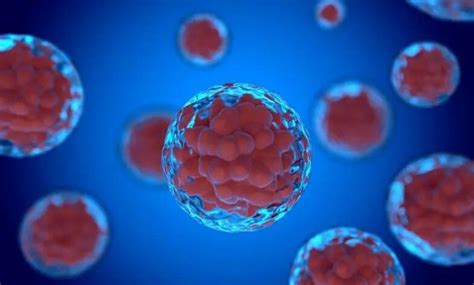 研究利用人多能干细胞诱导生成无转基因造血干细胞