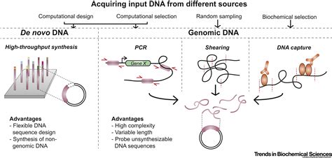 Deciphering Gene Regulation Using Massively Parallel Reporter Assays