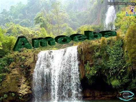 Ppt Amoeba Powerpoint Presentation Free Download Id872266