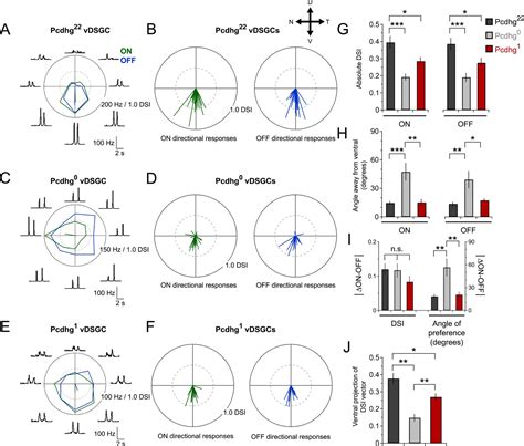 Protocadherin Dependent Dendritic Self Avoidance Regulates Neural