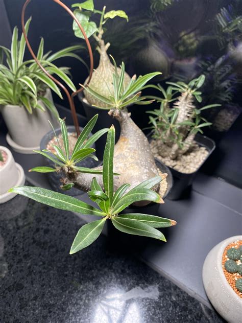 Pachypodium Gracilius Brown Yellow Leaf Tips Is This Over Or Under Watering R Caudex